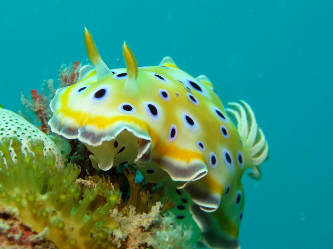 Kleur in de natuur: waarschuwende naaktslakken | Significant Science ...