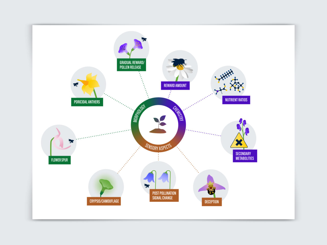 Plants & Pollinators: graphics for research article | Significant ...