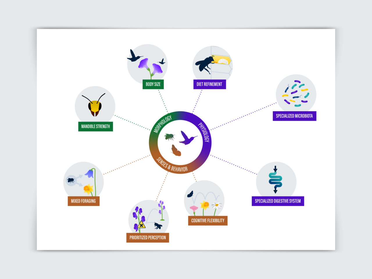 Plants & Pollinators: graphics for research article | Significant ...