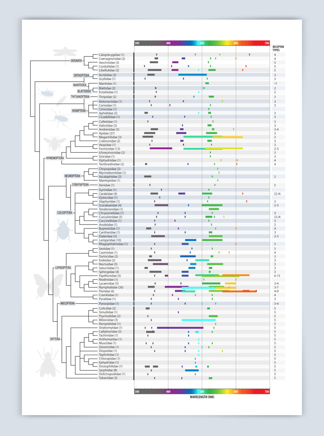 How insects see color: review graphic | Significant Science Communication
