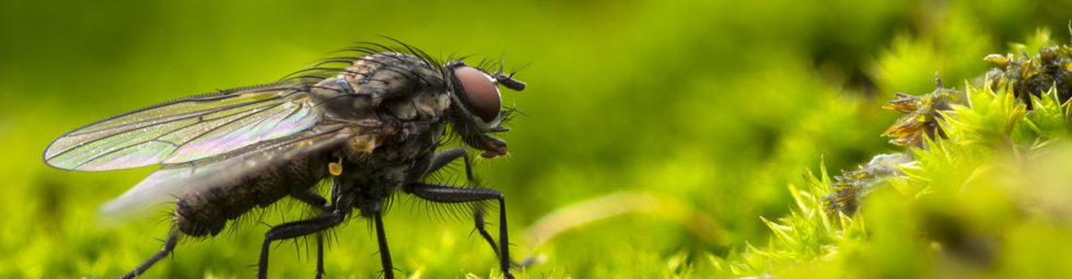 How insects see color: review graphic | Significant Science Communication